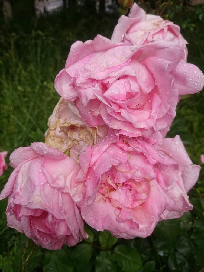 Pink roses with dew drops stock photo. Image of meadow - 97858686