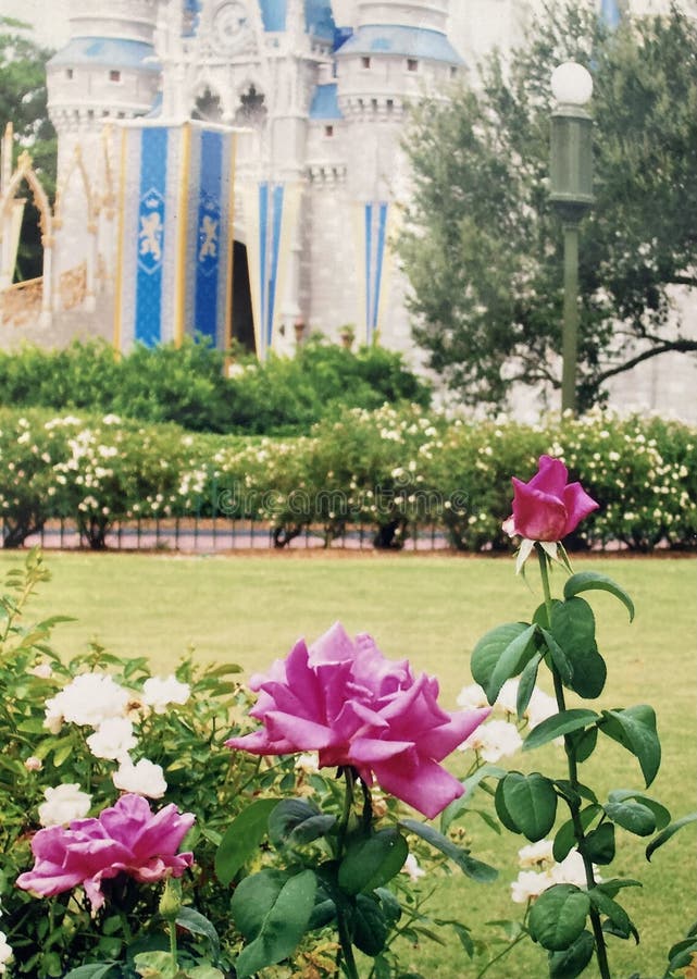 Pink Roses at Disney Castle Editorial Photography - Image of shrub ...