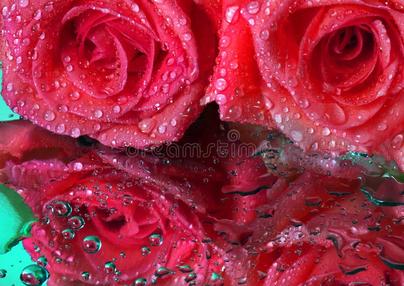 Pink Roses in Drops of Water on a Mirror Surface. Stock Image - Image ...