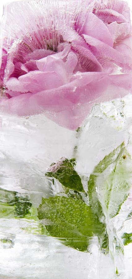 Pink roses encased in ice stock image. Image of slippery - 229611529