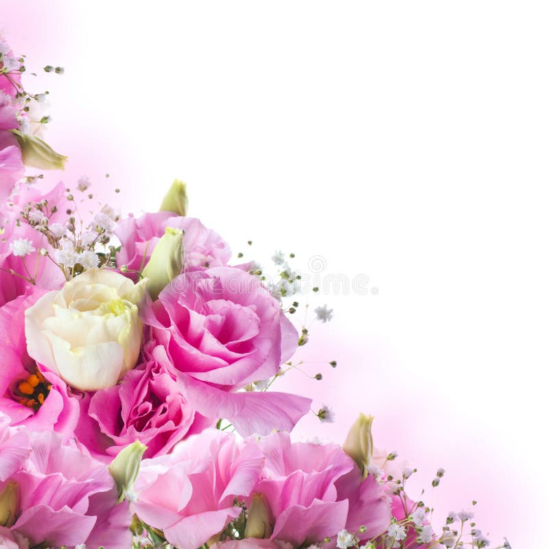 Hot Pink Roses. Border stock image. Image of flower, freshness - 38934037