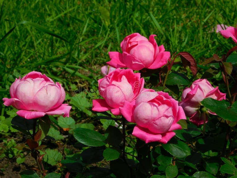 Pink roses on a flower bed stock image. Image of plant - 95721697