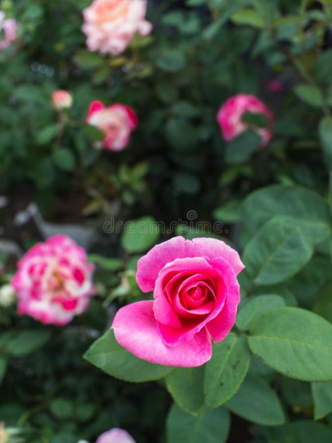 Pink Roses Flower Blooming stock photo. Image of love - 90016162