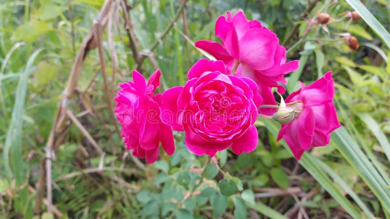 Pink Roses Flower Blown by the Wind Stock Footage - Video of fresh ...