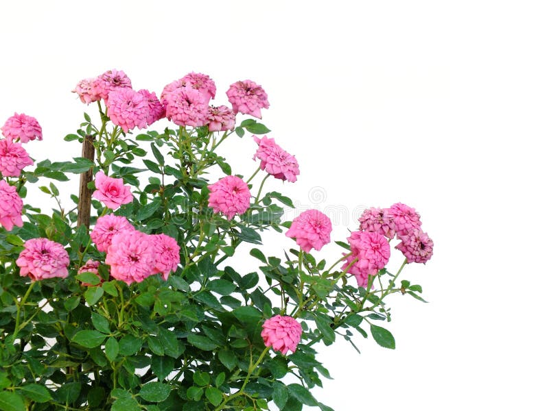 Pink Roses in Garden Isolated on White Background Stock Image - Image ...