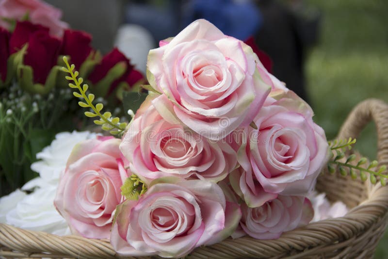 Pink roses flower stock image. Image of bouquet, nature - 66308183