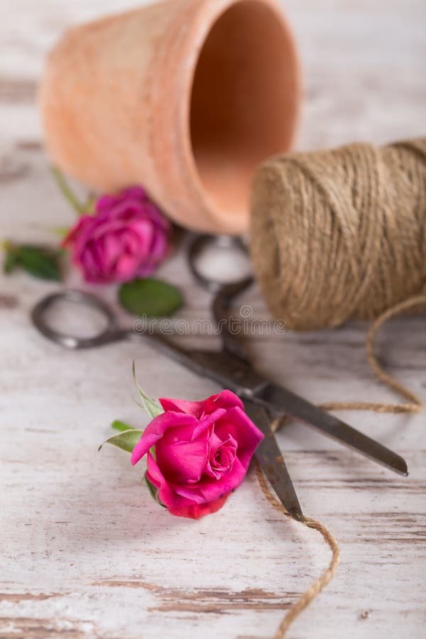 Pink Roses with Flower Pot, Rope with Scissors Stock Photo - Image of ...
