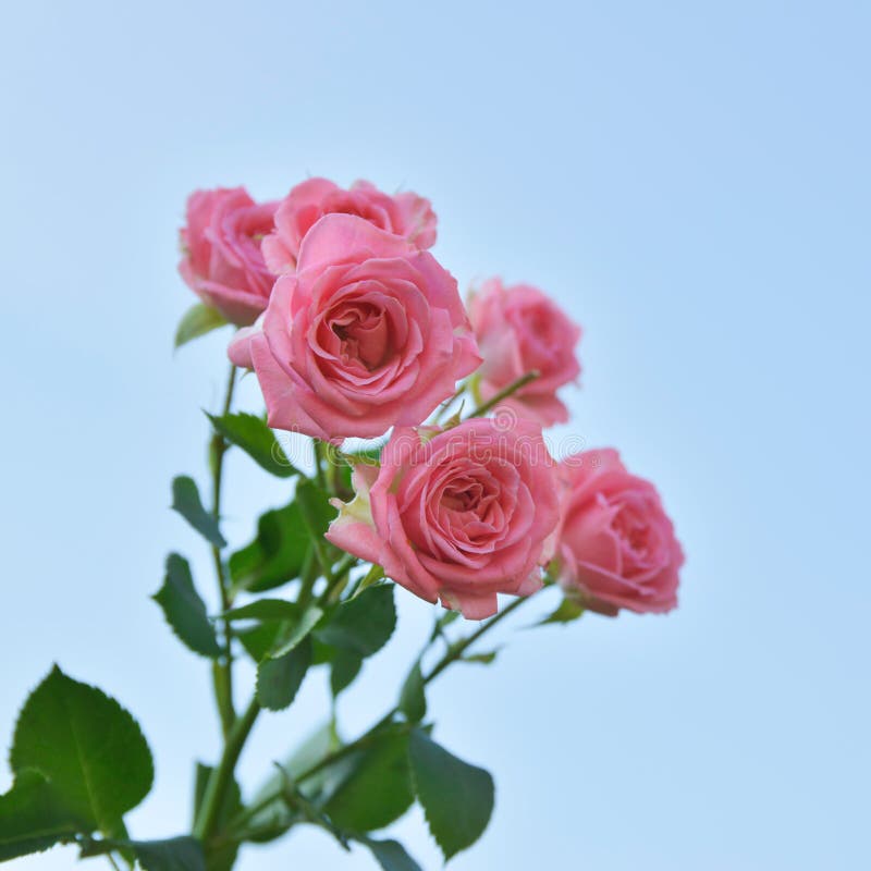 Pink Roses - Pink Flower with Sky Background Stock Photo - Image of ...