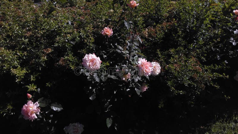 Pink roses flowers stock image. Image of rose, outdoors - 381117807