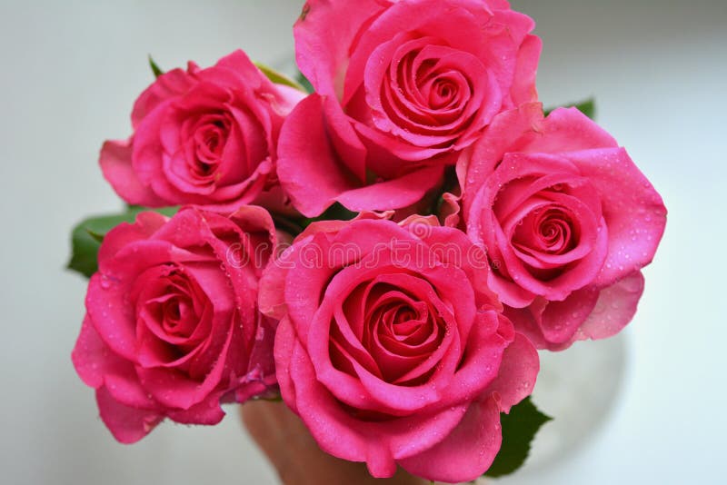 Pink Roses White Background Stock Photo - Image of holiday, decorative ...