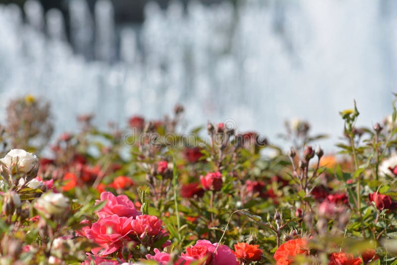 Pink roses at fountain stock photo. Image of roses, flowers - 54377584