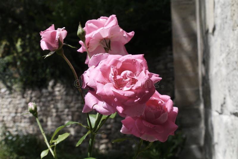Pink roses stock photo. Image of thorn, petals, green - 84356660