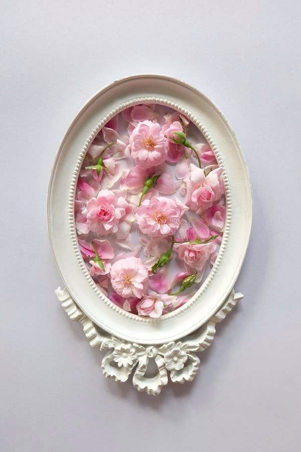 Pink roses and frames stock photo. Image of frames, flower - 64389946