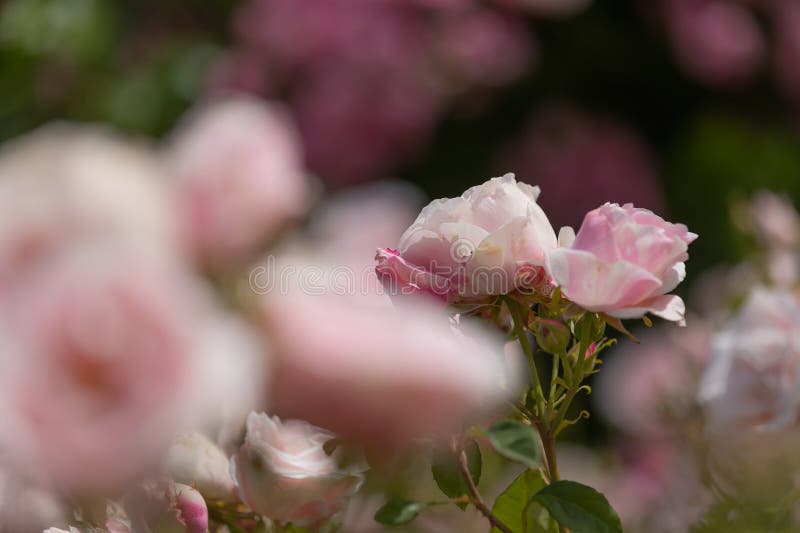 Pink Roses in Full Bloom with Blurry Foreground and Background Stock ...