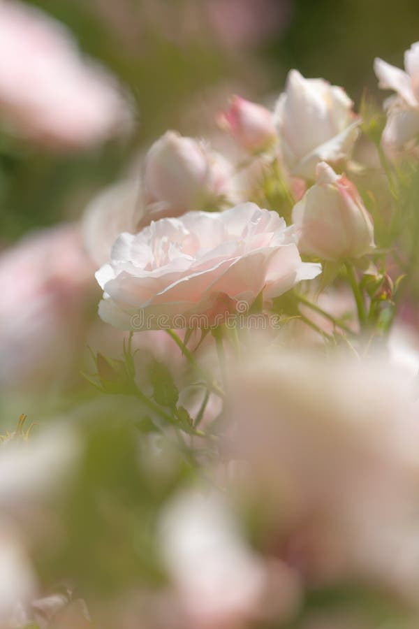 Pink Roses in Full Bloom with Blurry Foreground and Background Stock ...