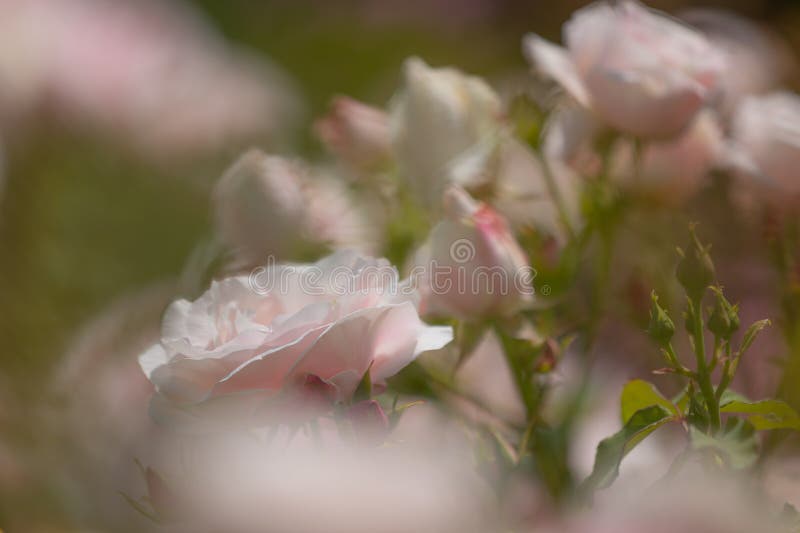 Pink Roses in Full Bloom with Blurry Foreground and Background Stock ...
