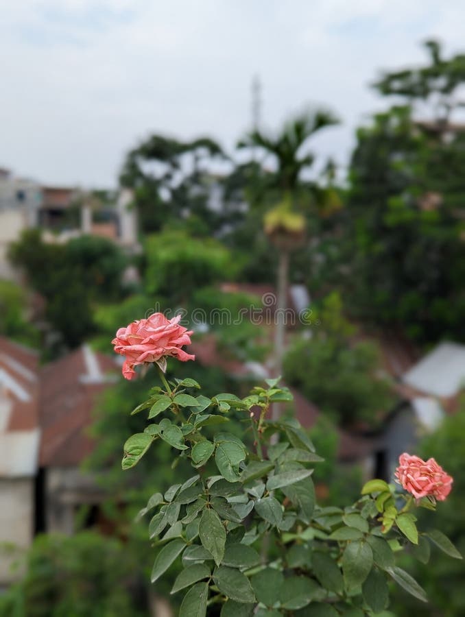 Pink Roses in the Garden of Pink Roses Stock Image - Image of natural ...