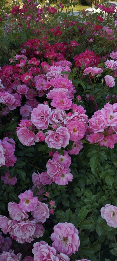 Pink roses in the garden stock image. Image of shrub - 320906461