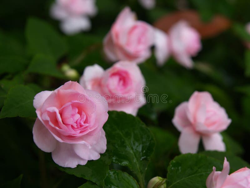 Pink Roses garden stock image. Image of full, pink, bloom - 566527