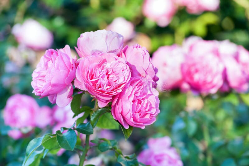 Pink roses stock image. Image of garden, roses, branch - 63543161
