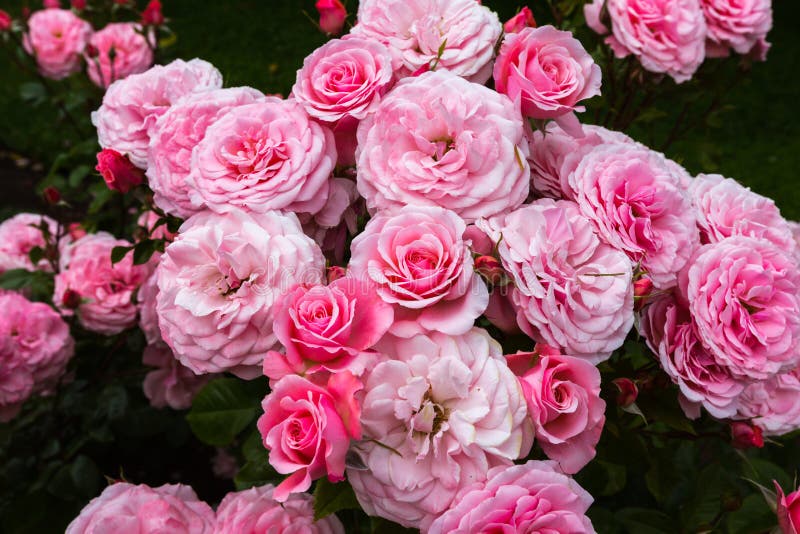 Pink roses in garden stock photo. Image of bloom, white - 64753782