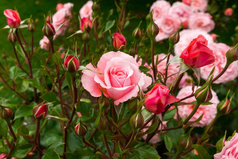 Pink roses in garden stock image. Image of gardening - 64753797
