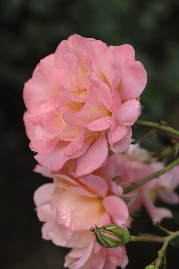 Pink roses stock photo. Image of nature, roses, natural - 76716456