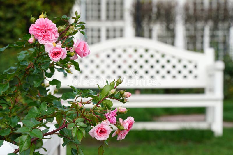 Pink Roses in the Garden on the Background of a White Bench Stock Photo ...