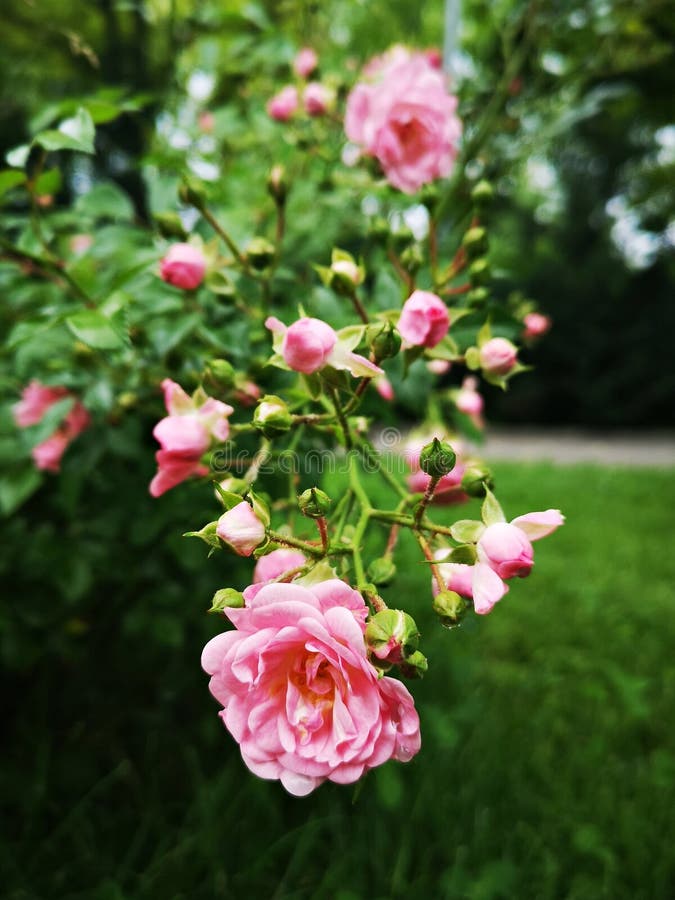 Pink roses in garden stock photo. Image of botany, bloom - 223540358 Pink roses in garden stock photo. Image of botany, bloom - 223540358