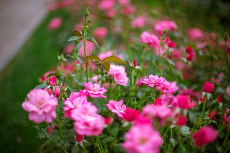 Pink roses in garden stock photo. Image of blooming, anniversary - 44385006