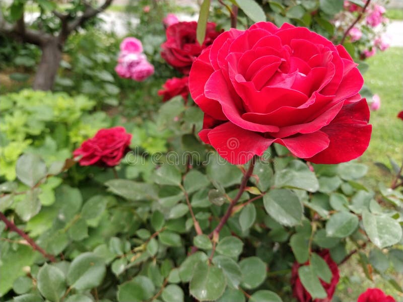 Pink Roses in the Garden. Bud on a Background of Fresh Green Foliage ...