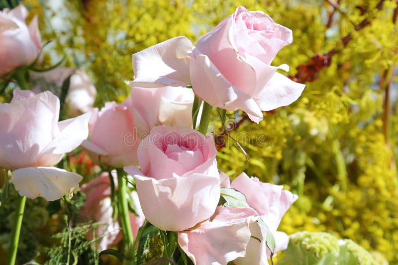 Pink roses in a garden stock photo. Image of elegance - 377500124
