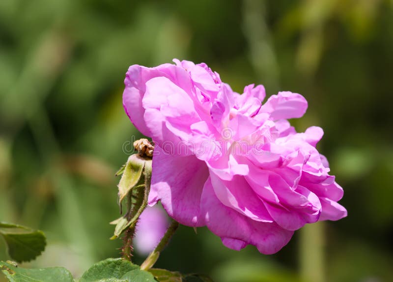 Pink Roses in the Garden. Decorative Garden Plants Blooming Outdoors ...