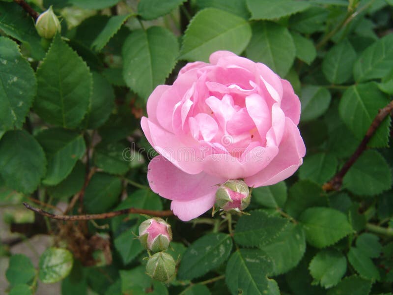 Pink roses in the garden. stock image. Image of blooming - 93459641