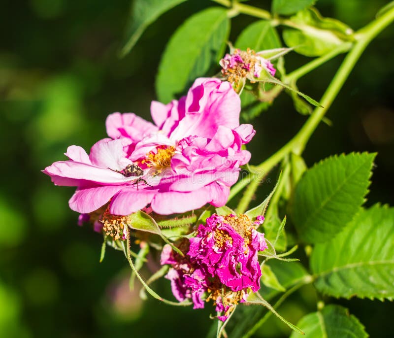 Pink Roses in the Garden, Pink Flowers in the Garden Stock Image ...