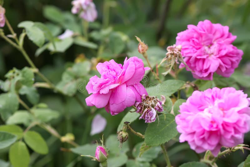 Pink Roses. Garden Flowers in Bloom Stock Image - Image of fresh, bloom ...