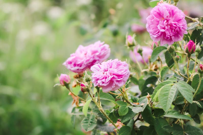 Pink Roses. Garden Flowers in Bloom Stock Image - Image of petal ...