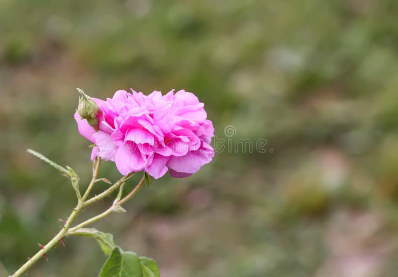 Pink Roses. Garden Flowers in Bloom Stock Photo - Image of blooming ...