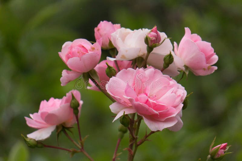 Pink Roses in Garden stock photo. Image of female, girls - 102352868