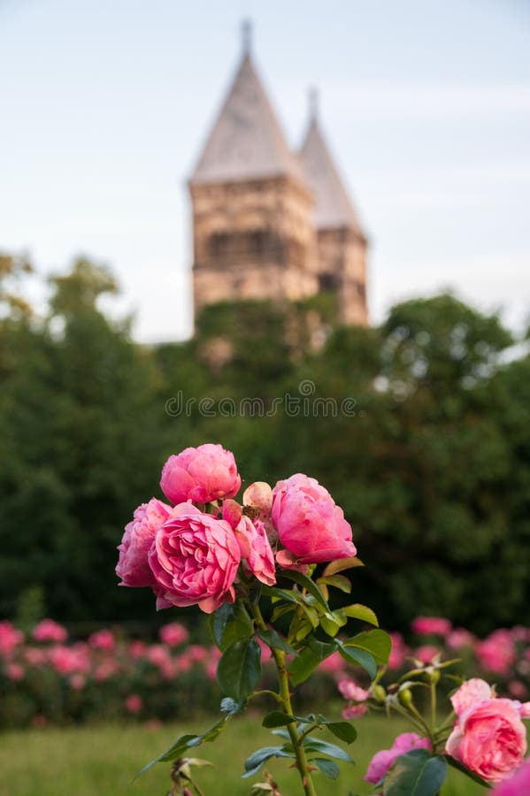 Pink Roses in Garden in Front of Lund Cathedral during Summer in Sweden ...