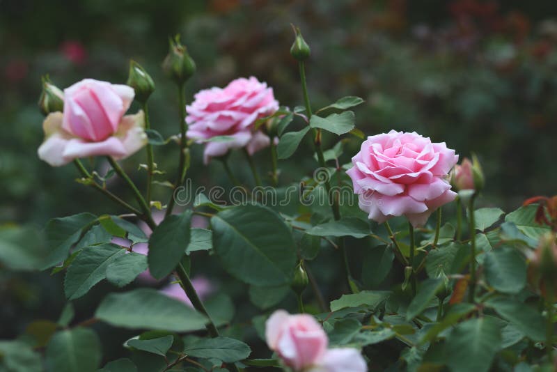 Pink roses in garden stock image. Image of roses, garden - 134149985