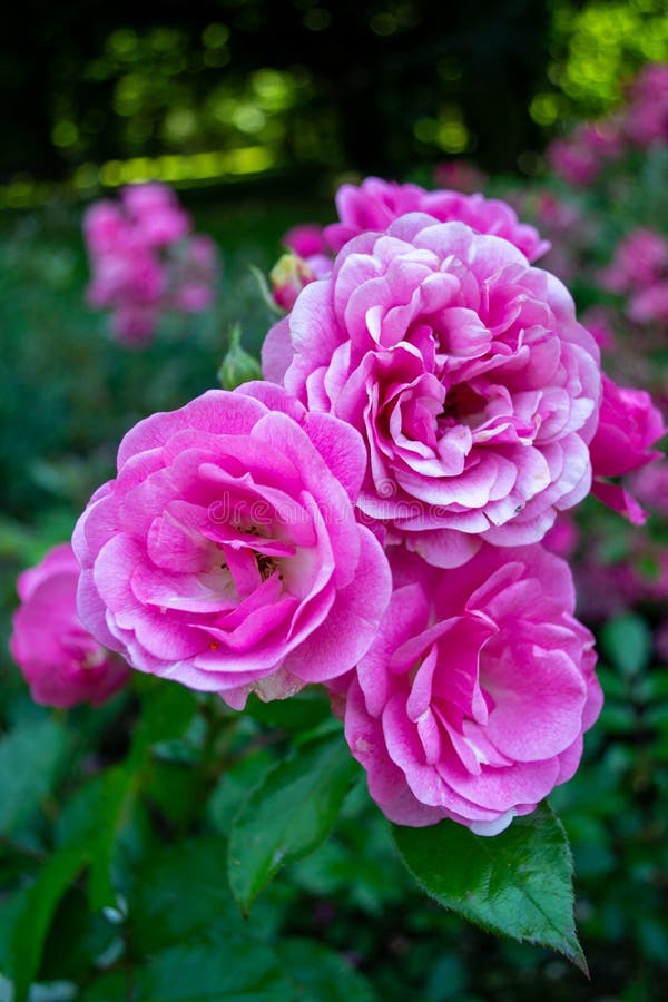 Pink roses in the garden stock photo. Image of green - 212521544