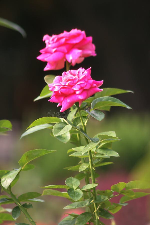 Pink Roses in the Garden of Pink Roses Stock Image - Image of flower ...