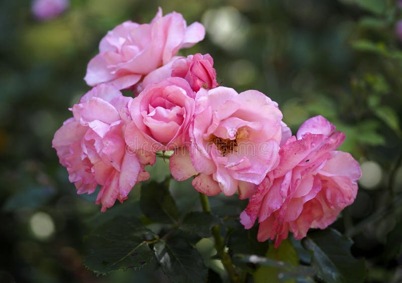 Pink roses in the garden. stock photo. Image of rose - 82227482