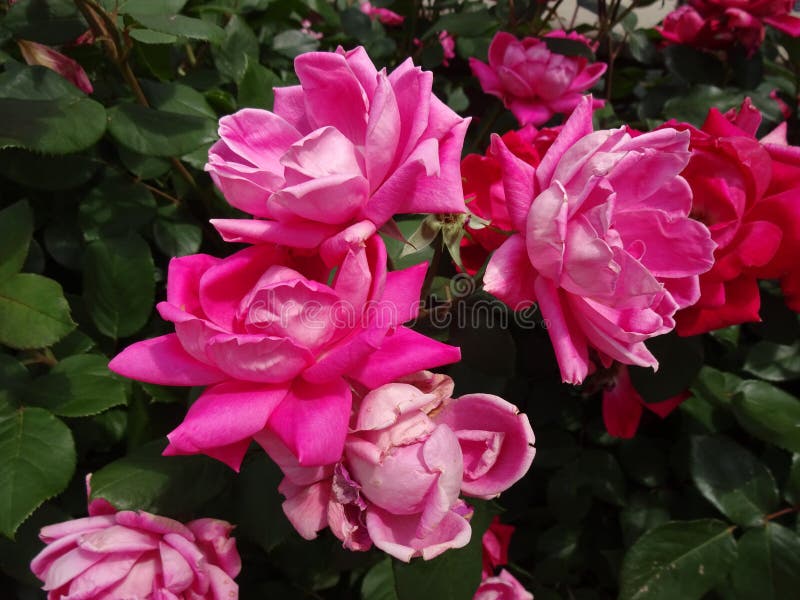 Pink Roses in the Garden stock image. Image of roses - 148195735