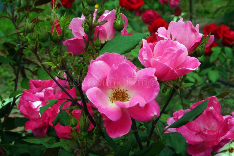 Pink roses in garden stock photo. Image of detail, petal - 75357422