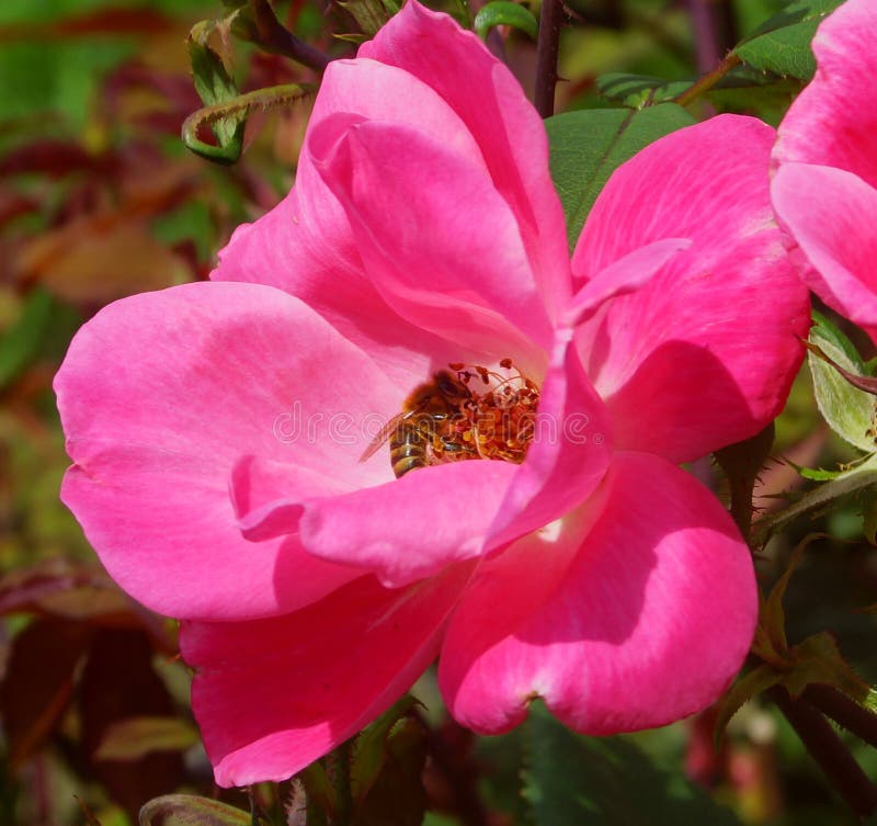 Pink roses in garden stock photo. Image of plant, flower - 75357714