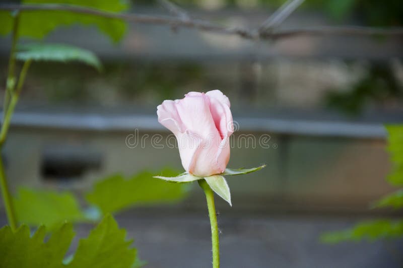 Pink Roses in the Garden of Pink Roses. Soft and Tender Stock Photo ...