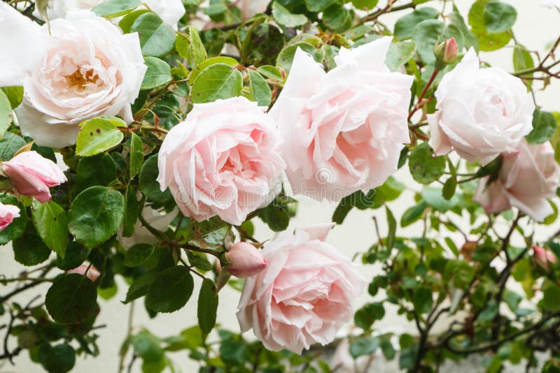 Pink roses in a garden stock photo. Image of petal, garden - 151894926