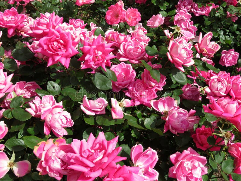 Pink Roses in the Garden in Spring Stock Photo - Image of garden ...